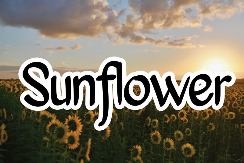 Sunflower 1 font